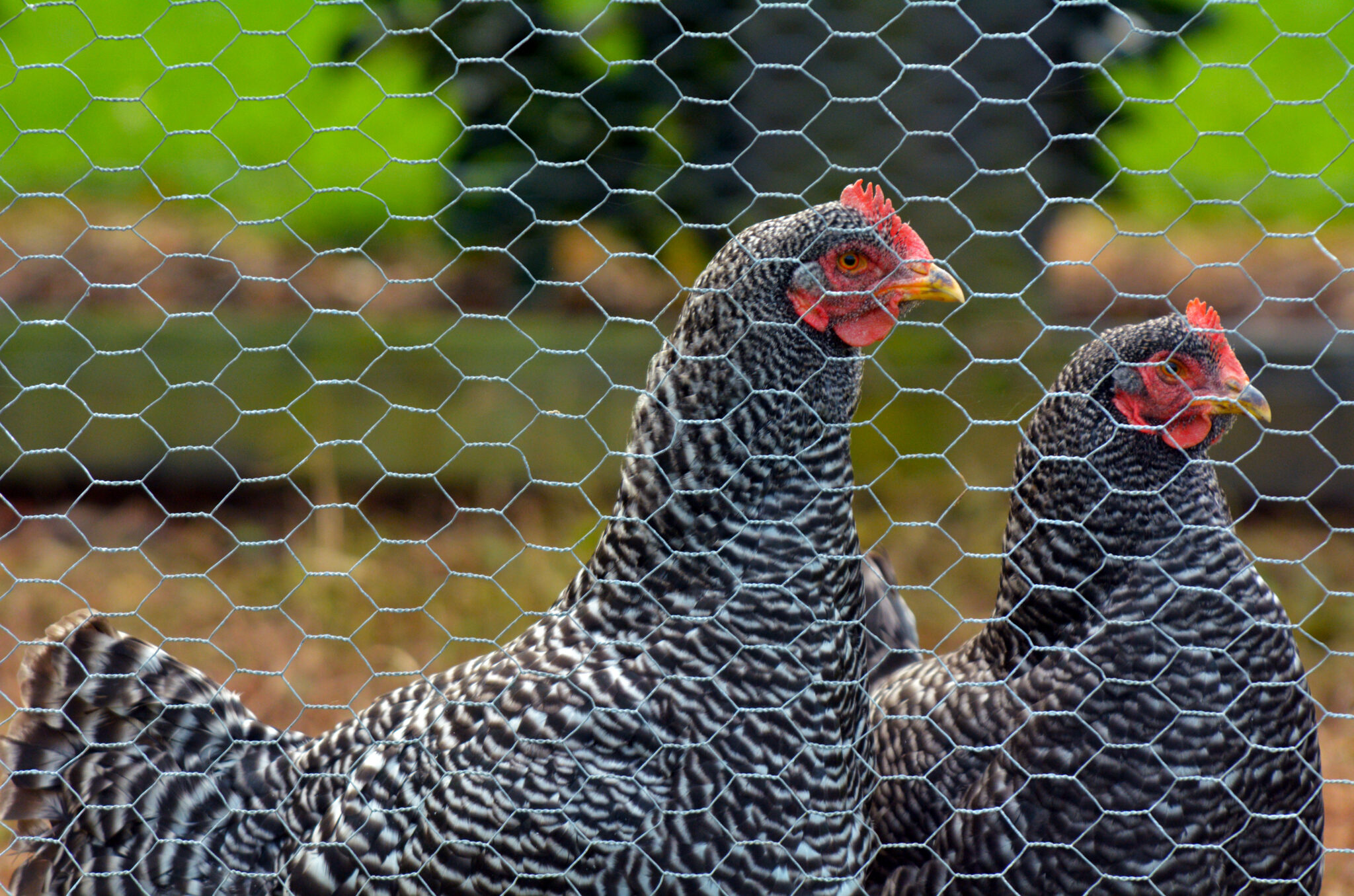 A Fence for Chickens - Backyard Poultry